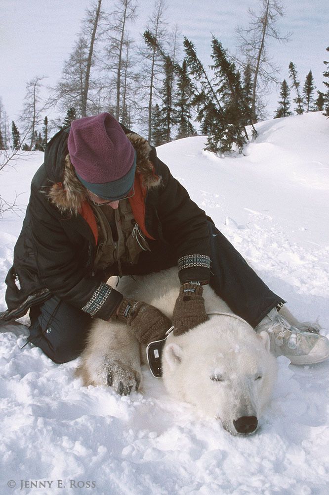 Polar Bear Research Life On Thin Ice Polar Bear Research Life On Thin Ice