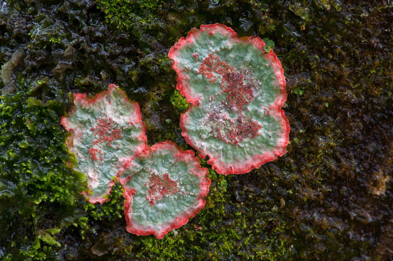 Close-up Photographs of Nature - Peter Van Rhijn Photography