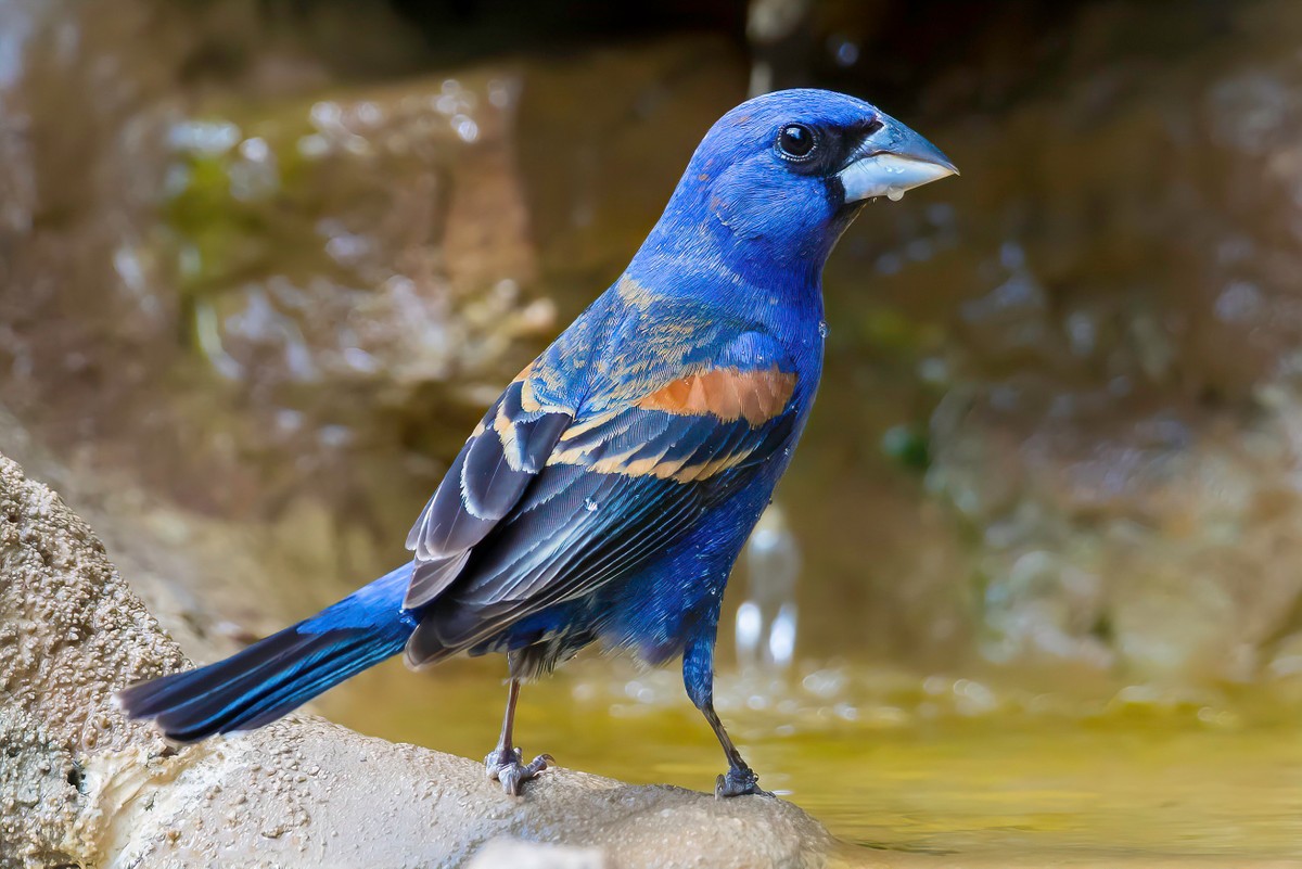 Land Birds - Texas Photo Man