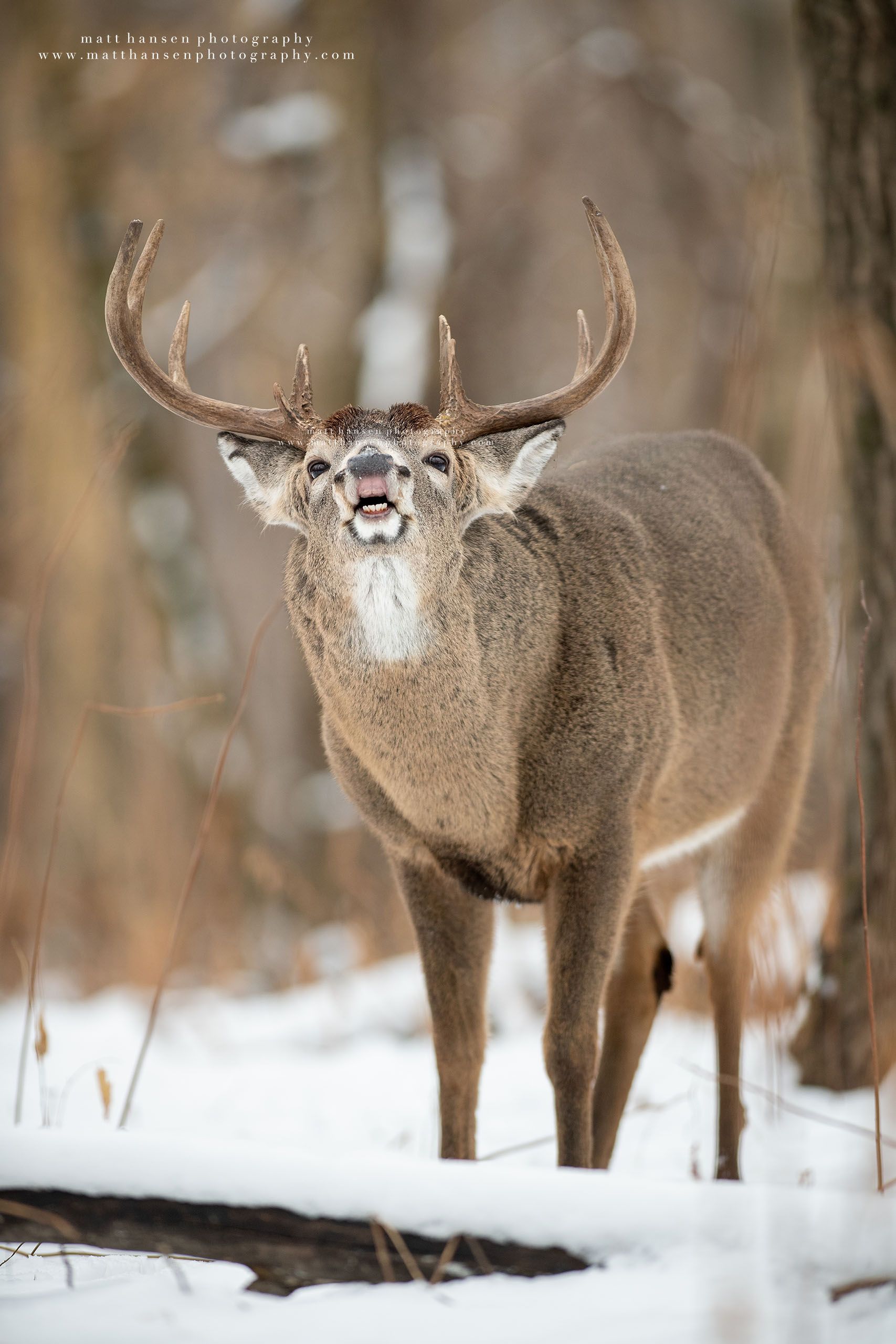 Whitetail Deer Photography - Whitetail Deer Photography