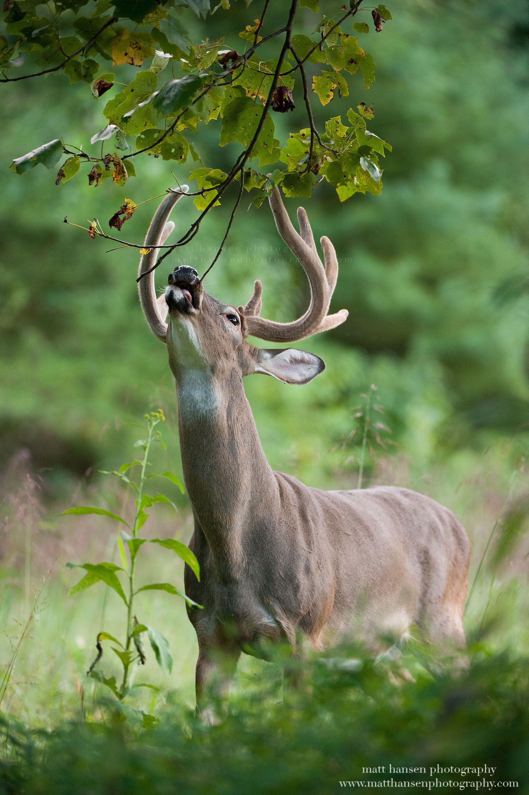 Whitetail Deer Photography - Whitetail Deer Photography