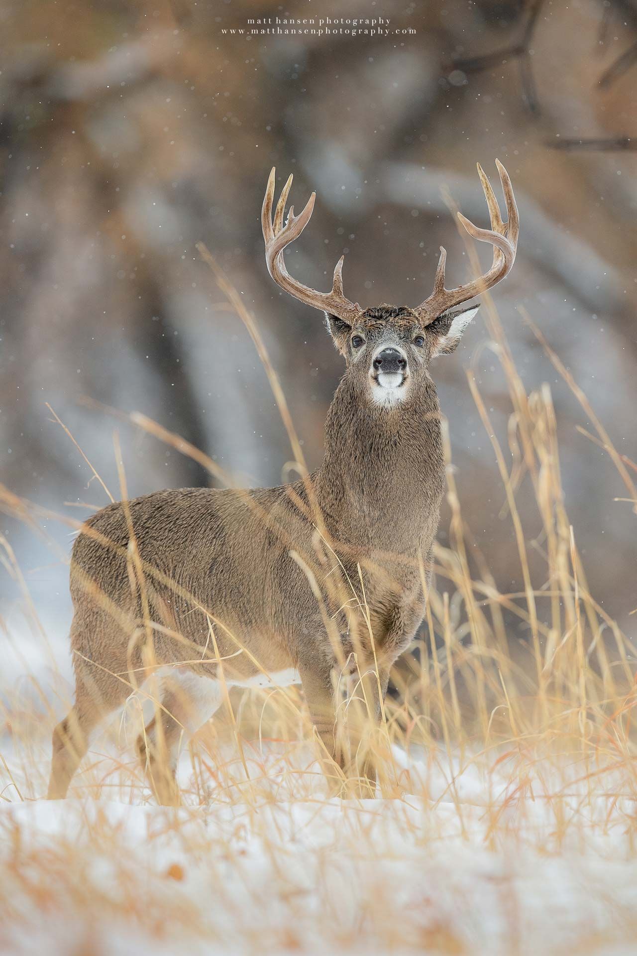 Whitetail Deer Photography - Whitetail Deer Photography