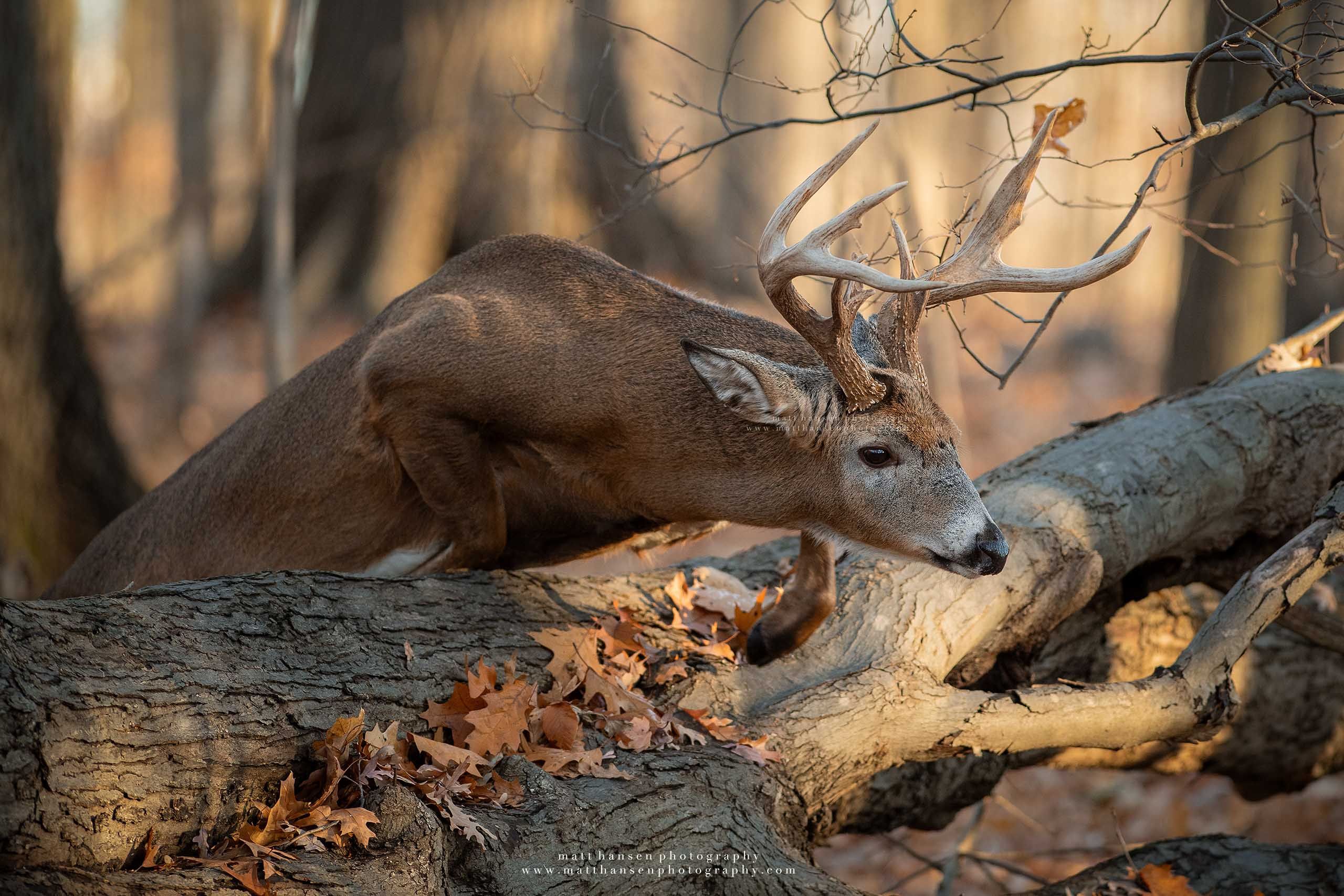 Whitetail Deer Photography - Whitetail Deer Photography