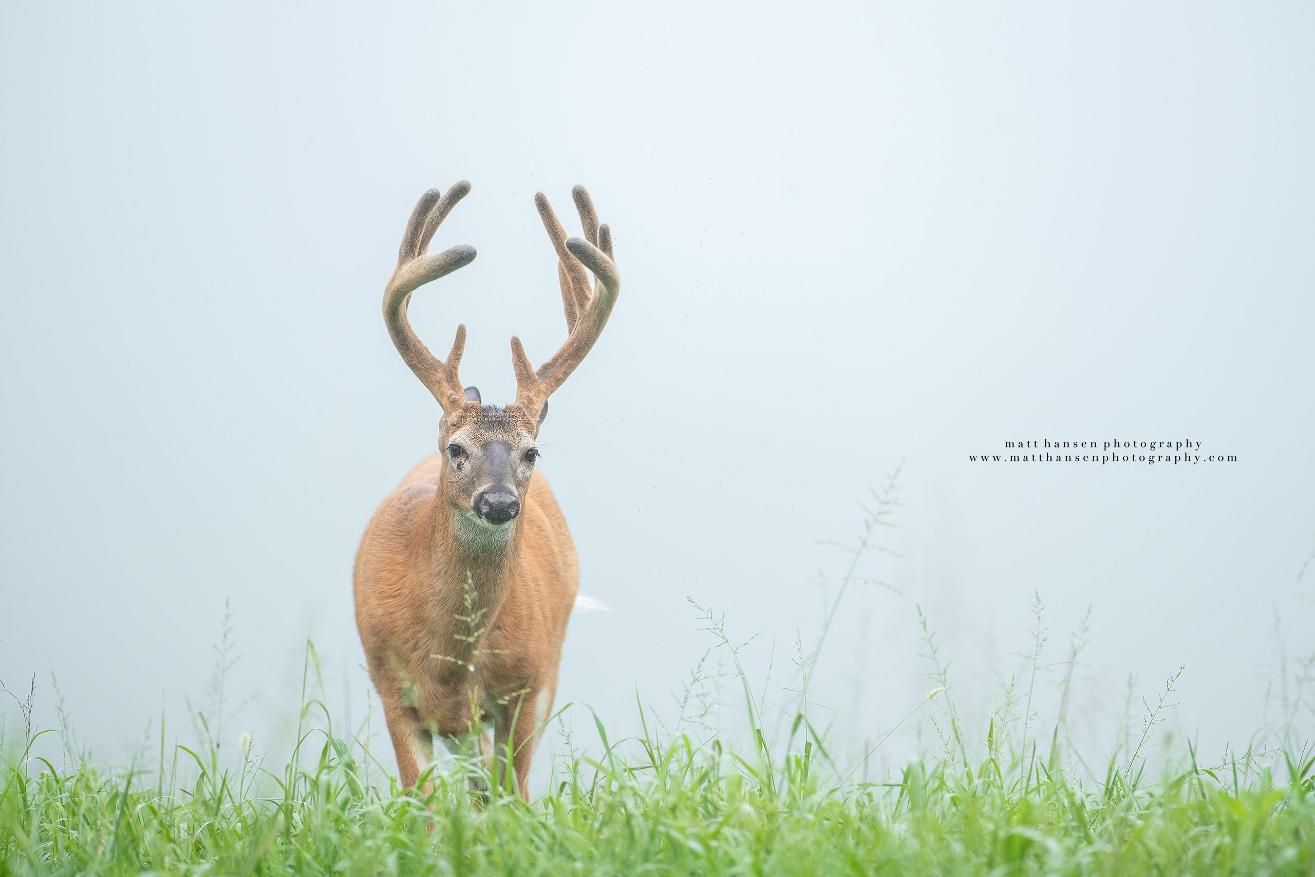Whitetail Deer Photography - Whitetail Deer Photography