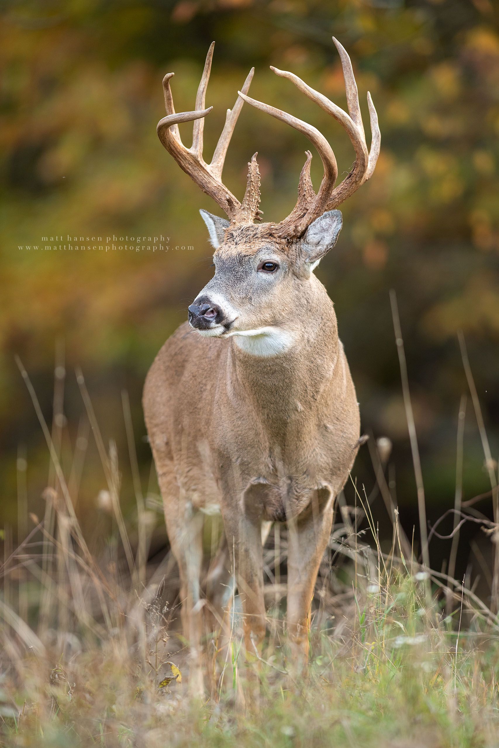 Whitetail Deer Photography - Whitetail Deer Photography