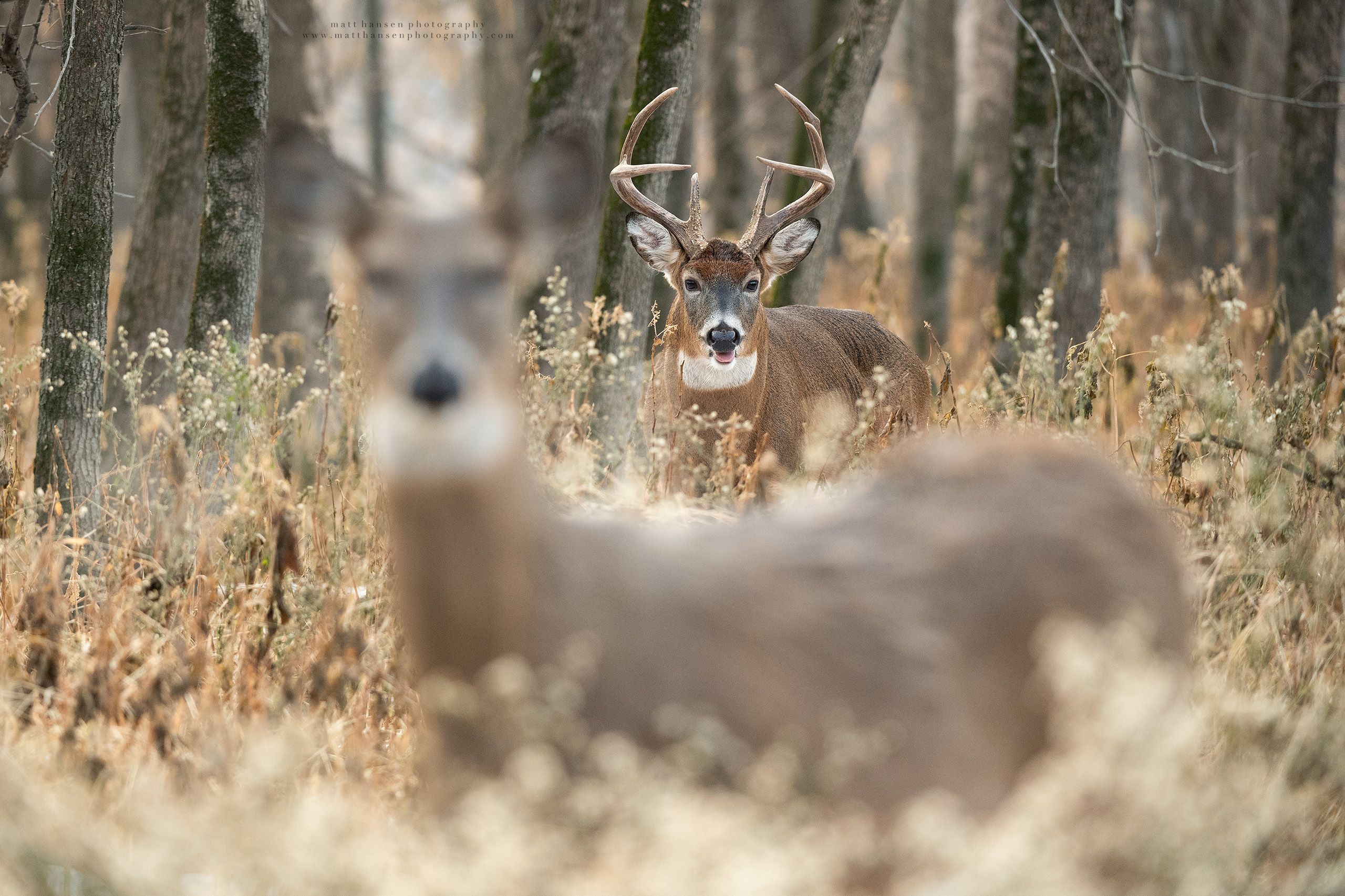 Whitetail Deer Photography - Whitetail Deer Photography