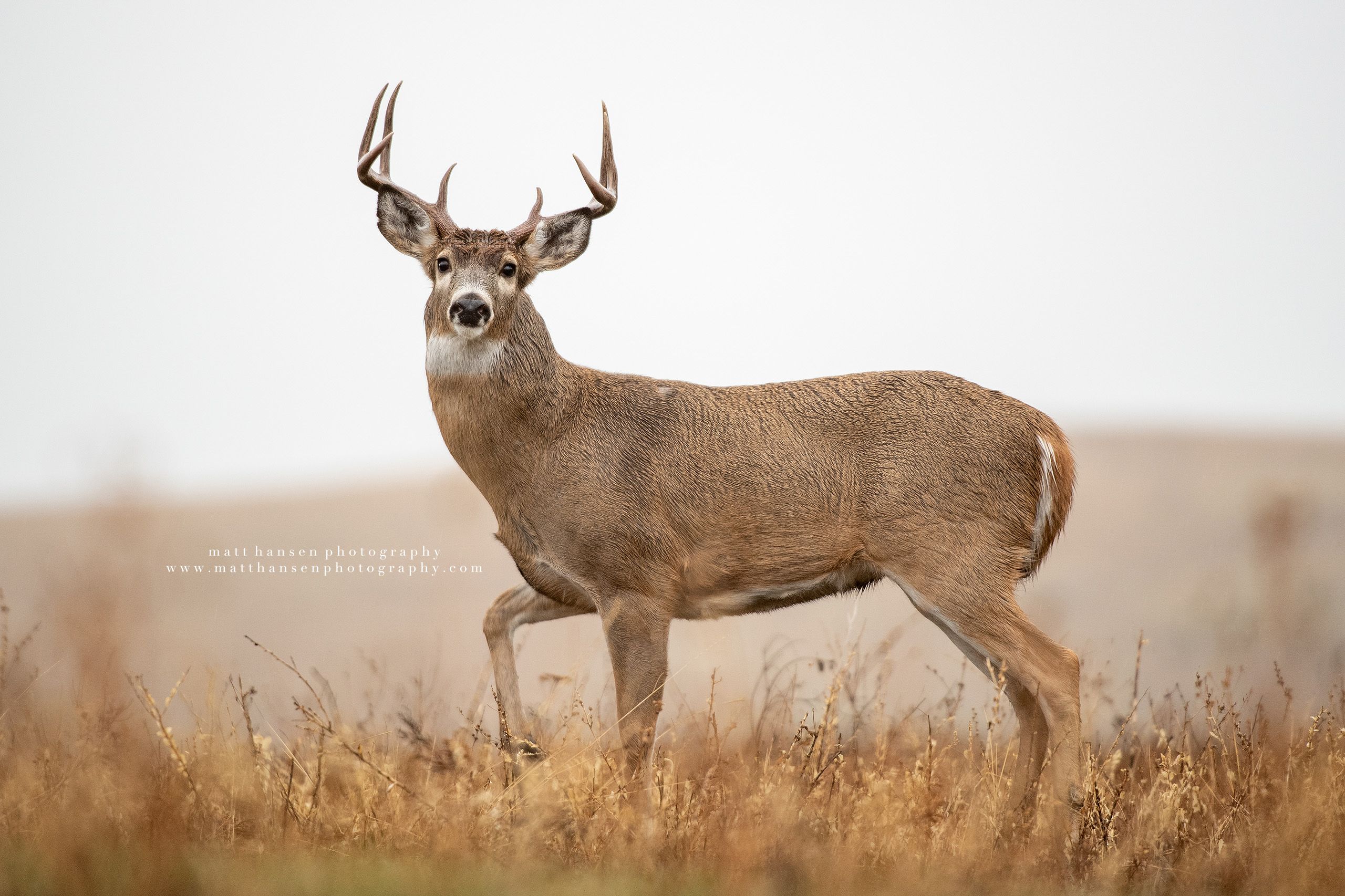 Whitetail Deer Photography - Whitetail Deer Photography