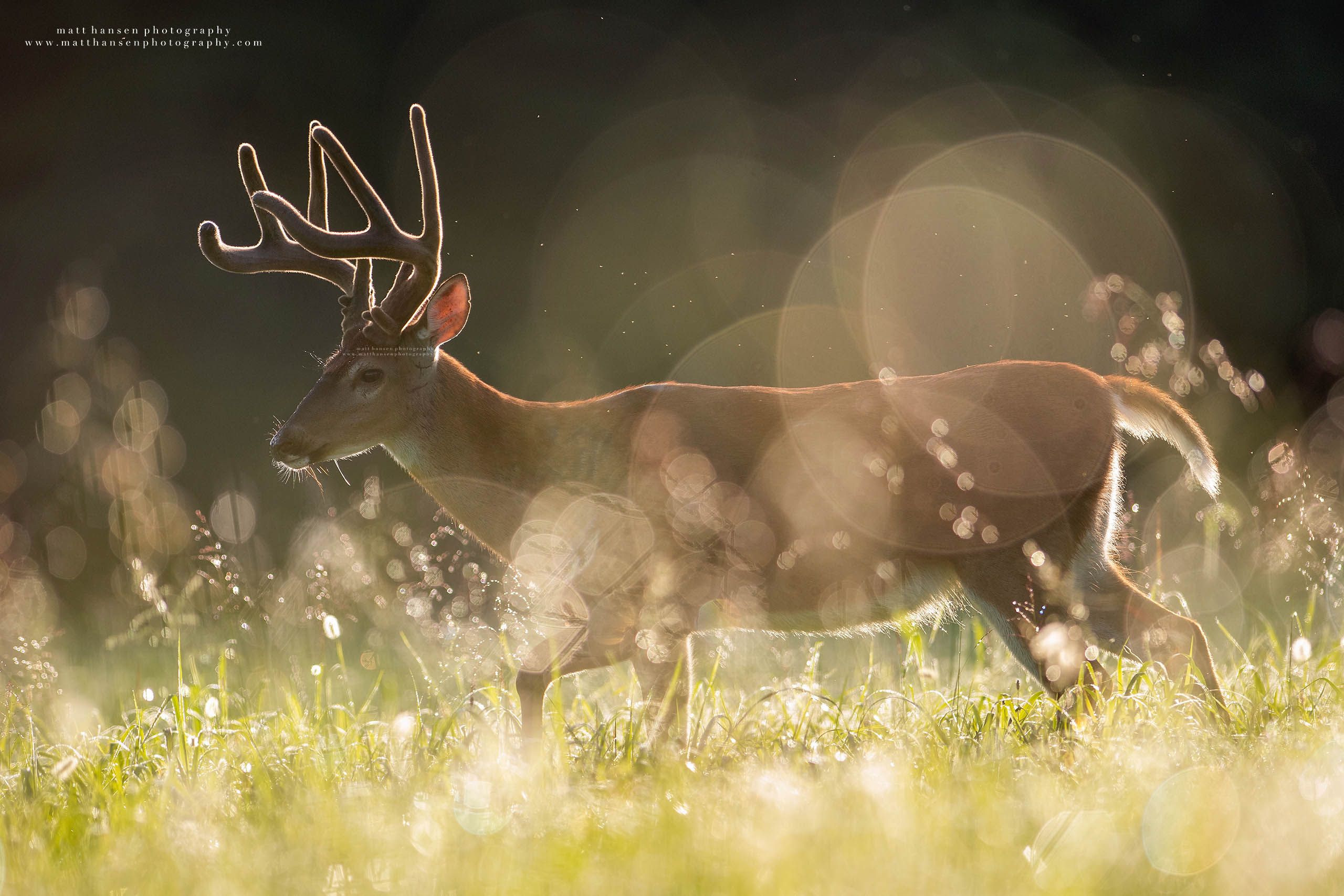 Whitetail Deer Photography - Whitetail Deer Photography