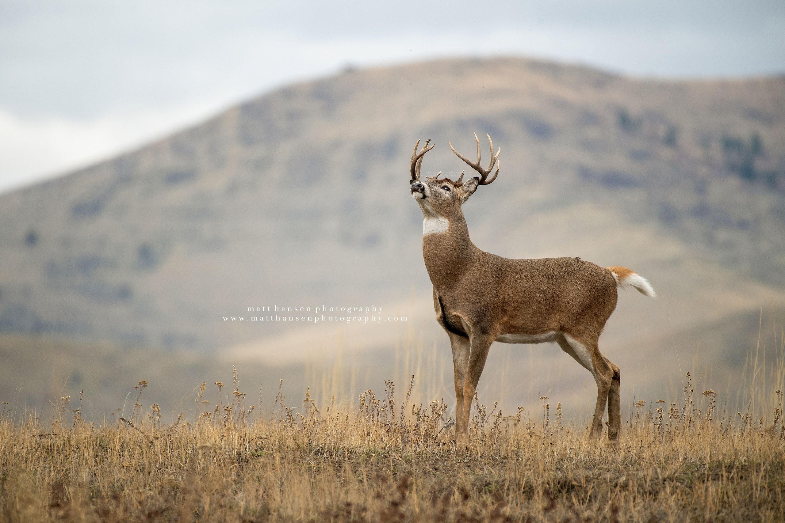 Whitetail Deer Photography - Whitetail Deer Photography