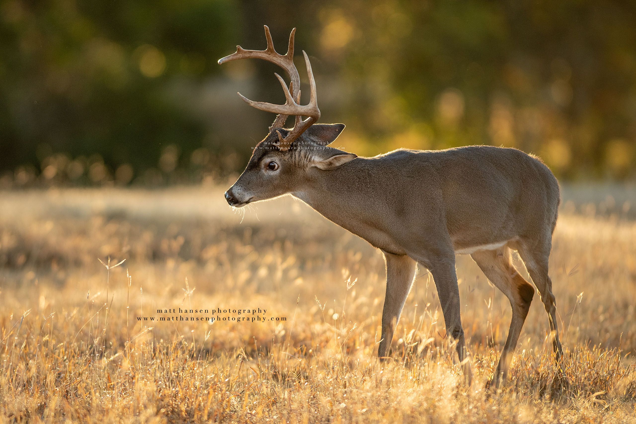 Whitetail Deer Photography - Whitetail Deer Photography