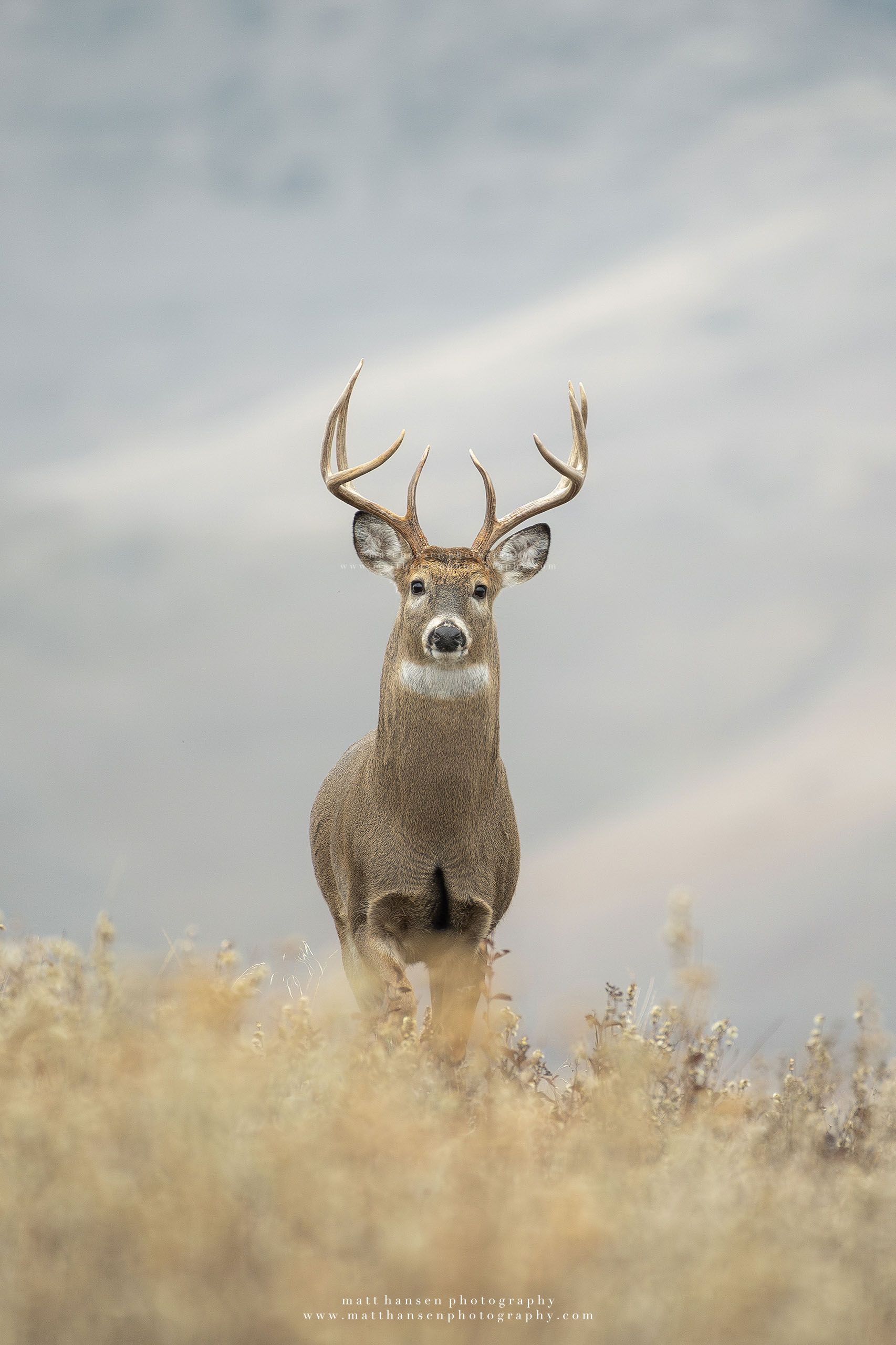 Whitetail Deer Photography - Whitetail Deer Photography