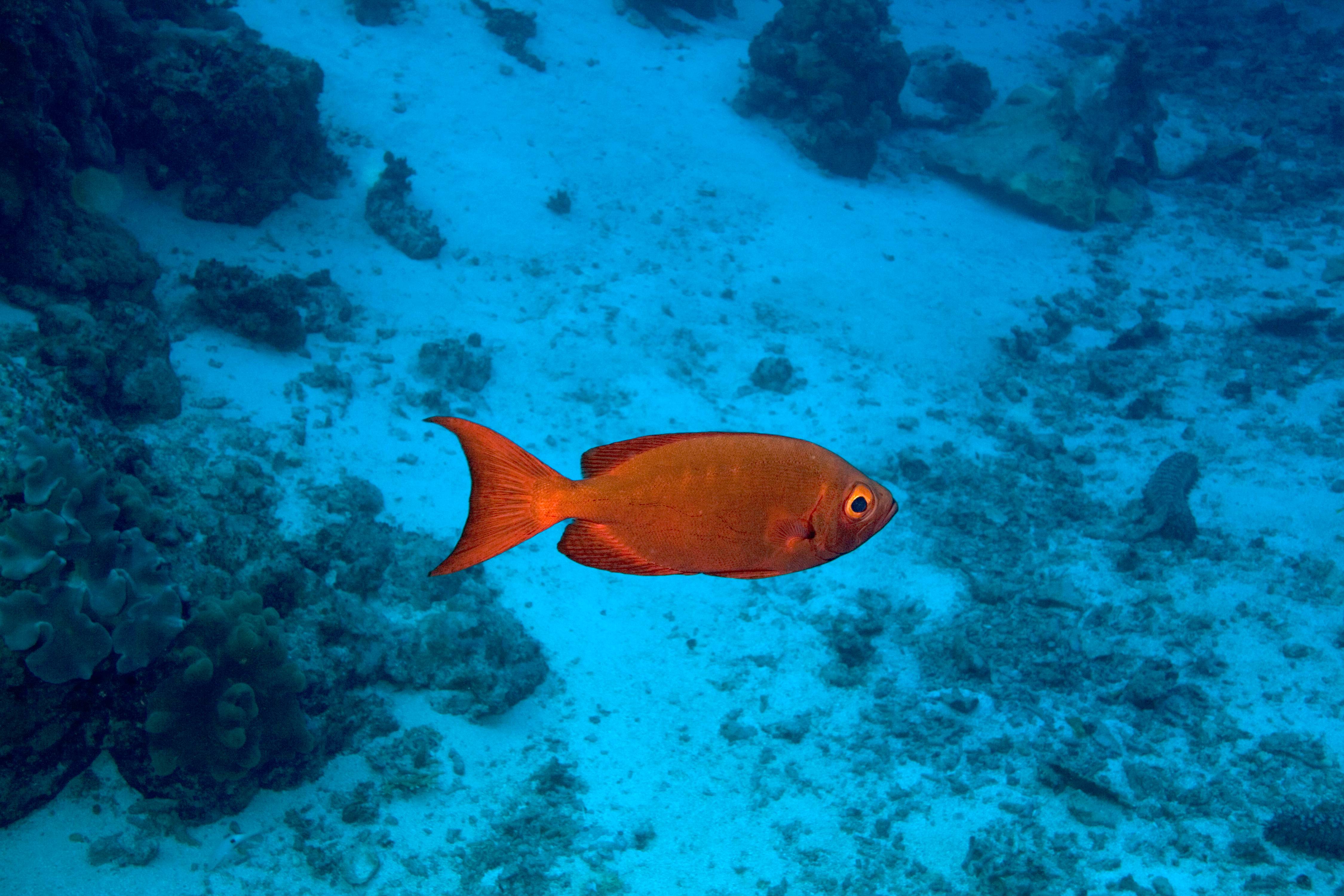 Sara Shoemaker Lind Photography