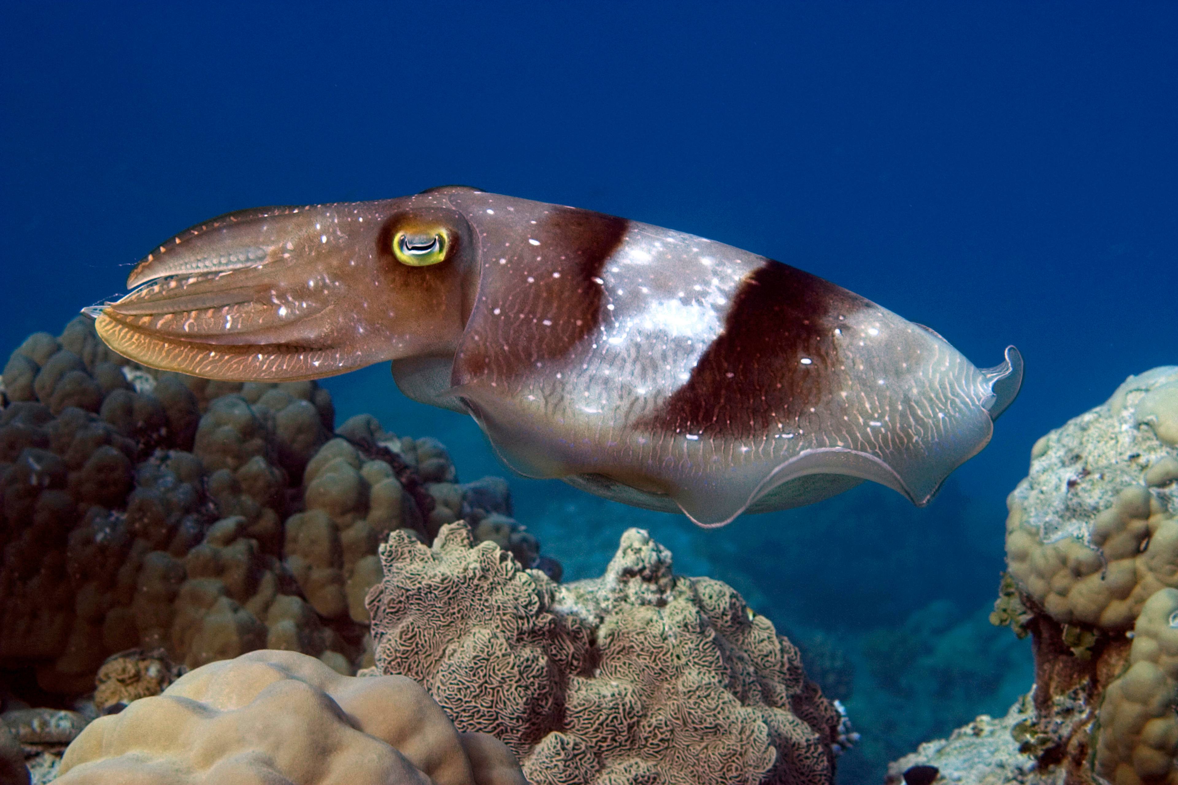 Sara Shoemaker Lind Photography