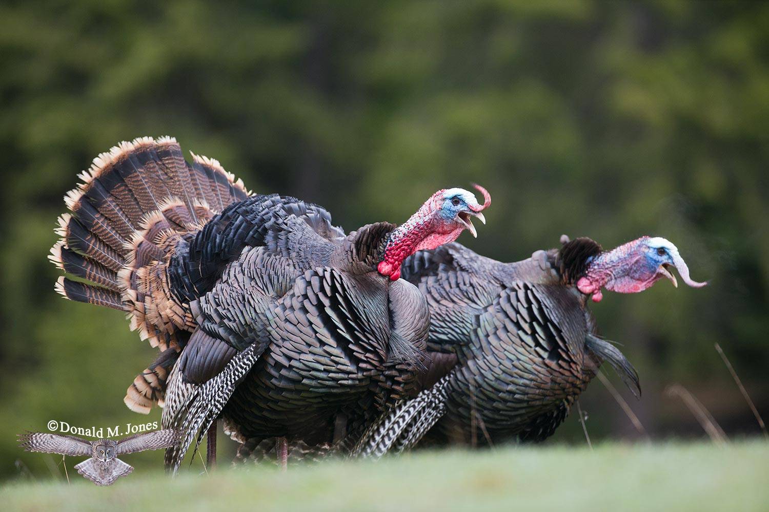 Wild Turkey - Donald M. Jones