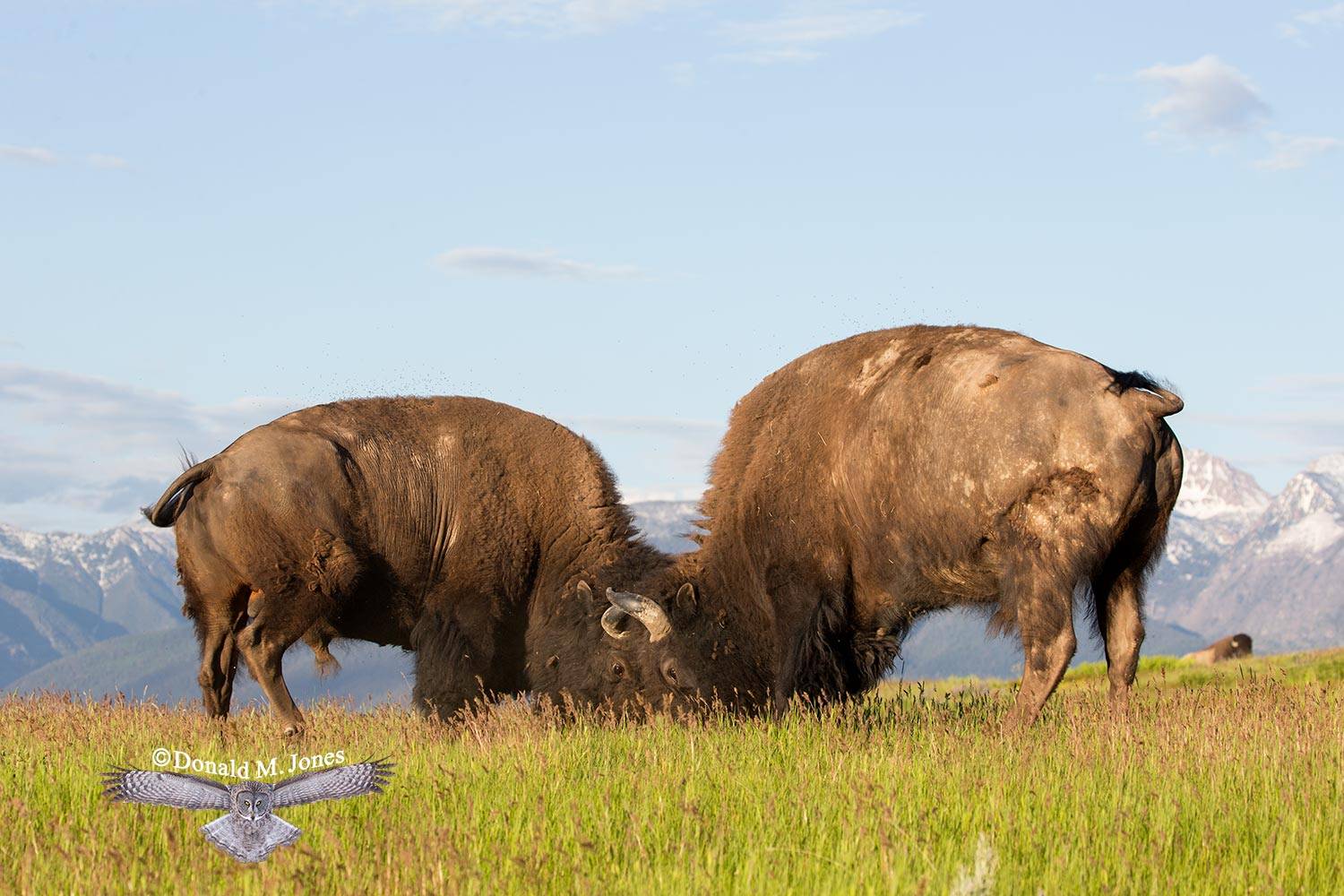 American Bison - Donald M. Jones