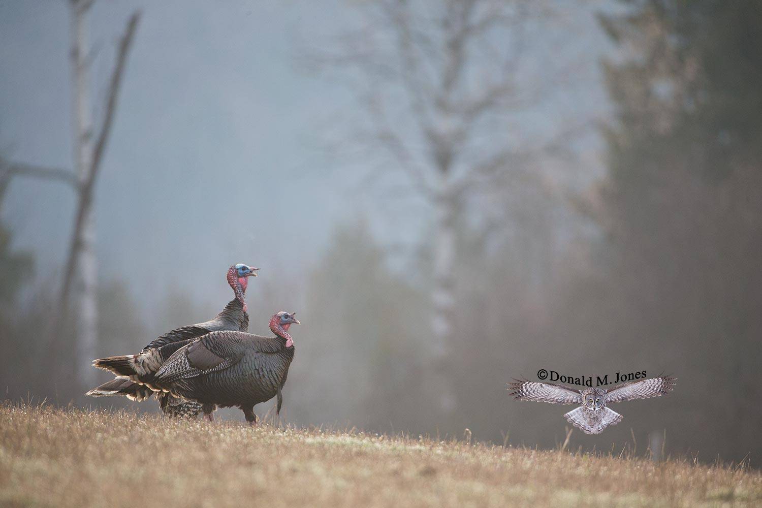 Wild Turkey - Donald M. Jones