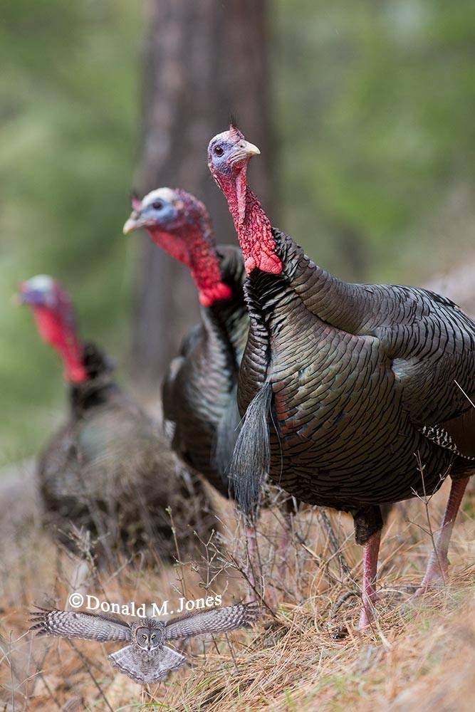 Wild Turkey - Donald M. Jones