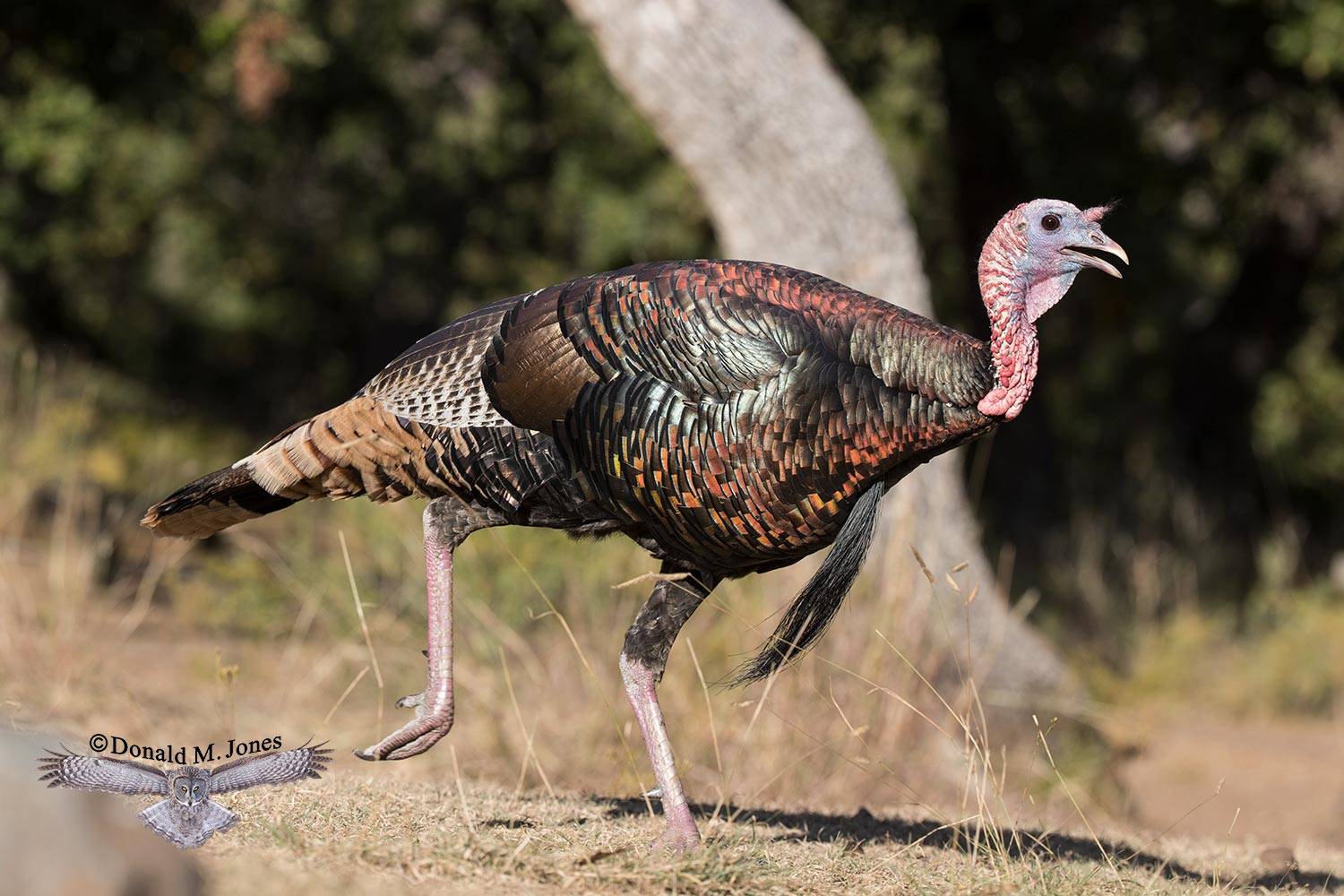 Wild Turkey - Donald M. Jones