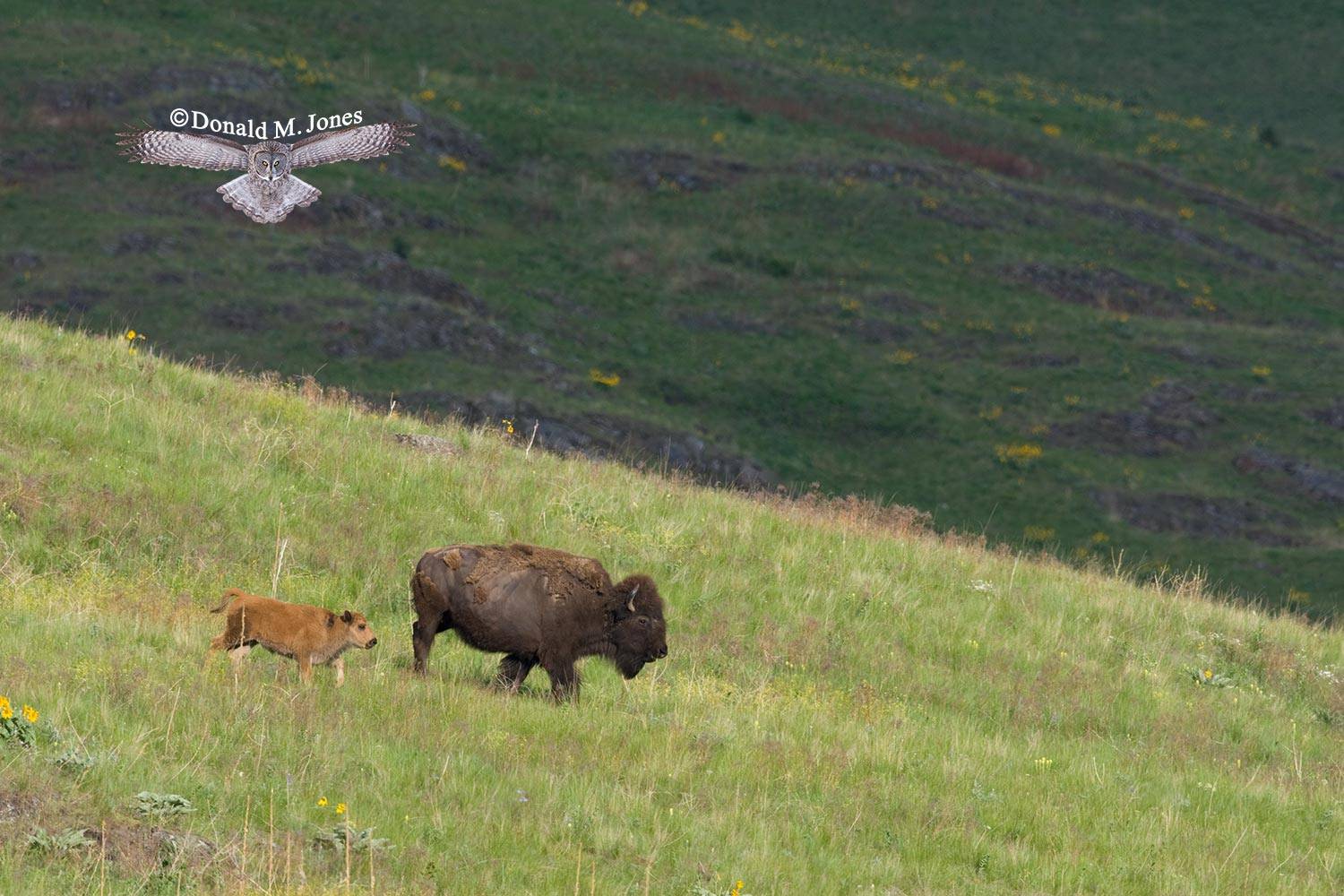 American Bison - Donald M. Jones