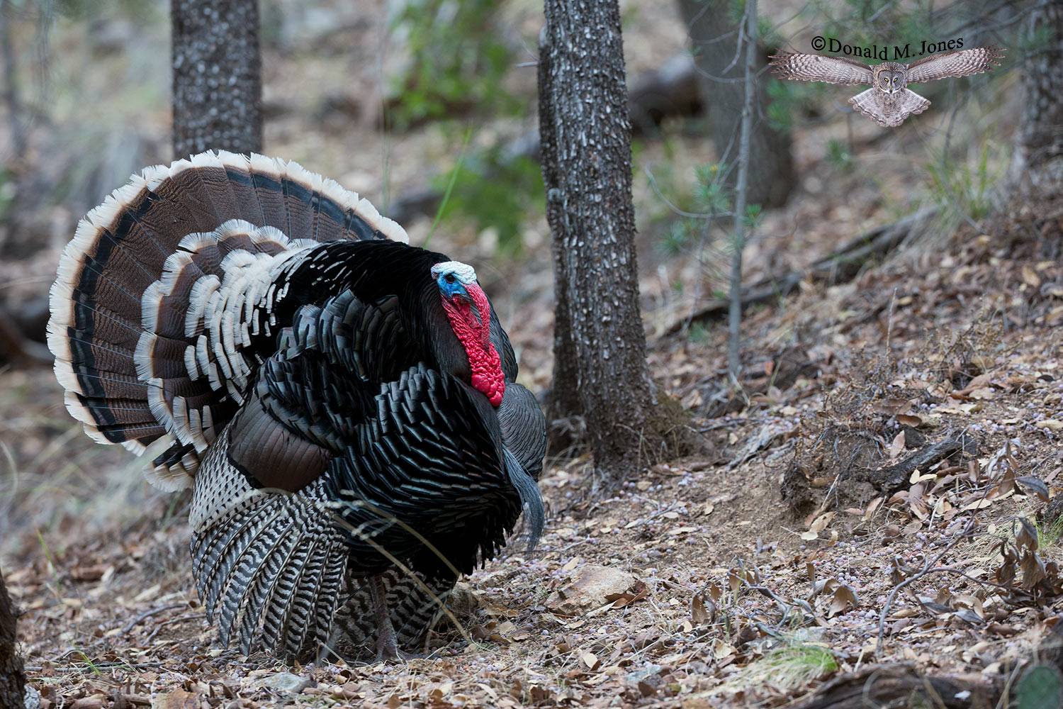 Wild Turkey - Donald M. Jones