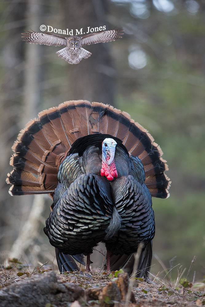 Wild Turkey - Donald M. Jones