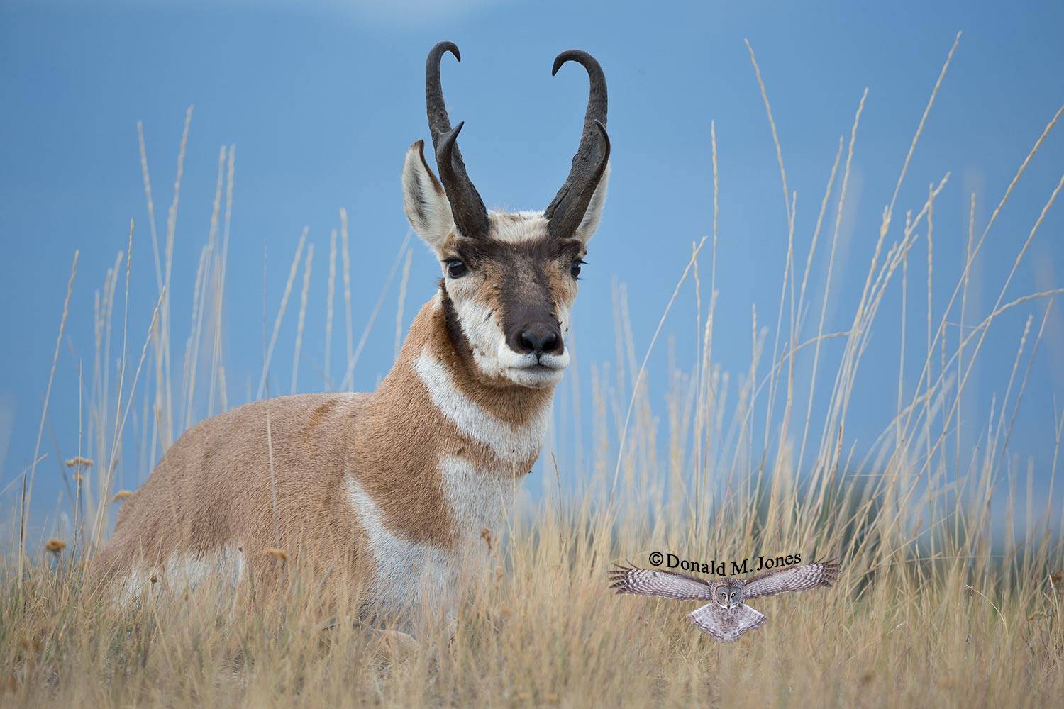Pronghorn Antelope - Donald M. Jones