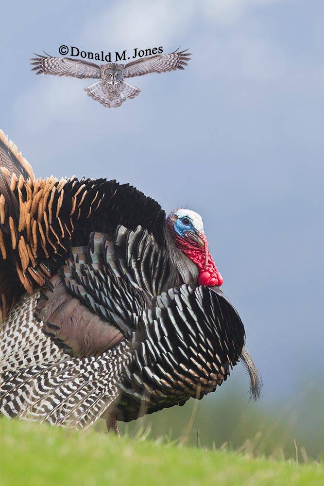 Wild Turkey - Donald M. Jones