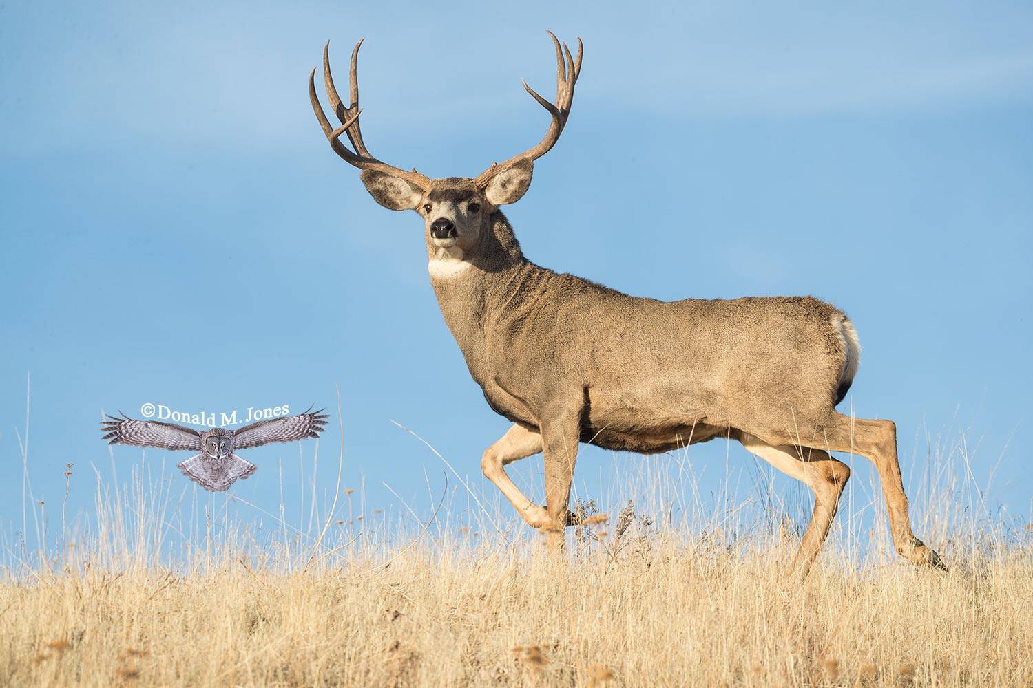 Portfolios - Donald M. Jones