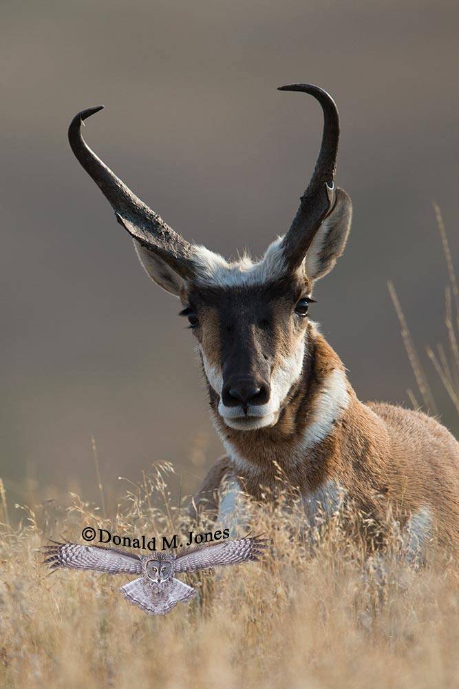 Pronghorn Antelope - Donald M. Jones