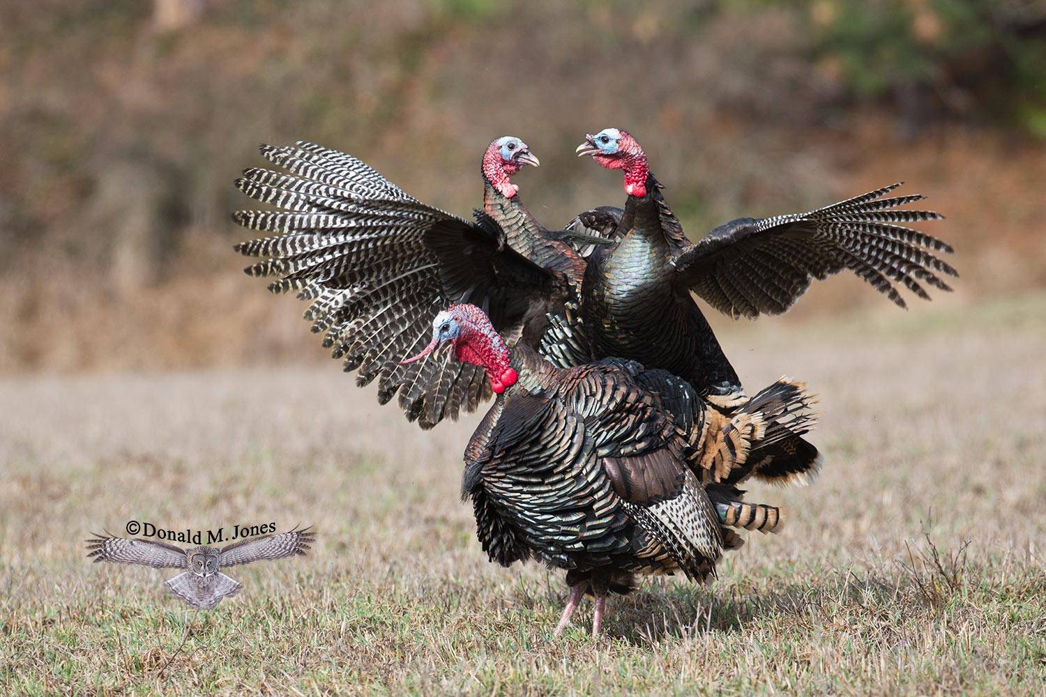 Wild Turkey - Donald M. Jones