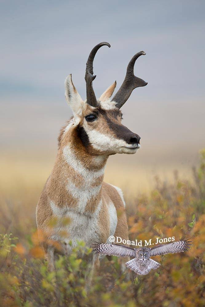 Pronghorn Antelope - Donald M. Jones