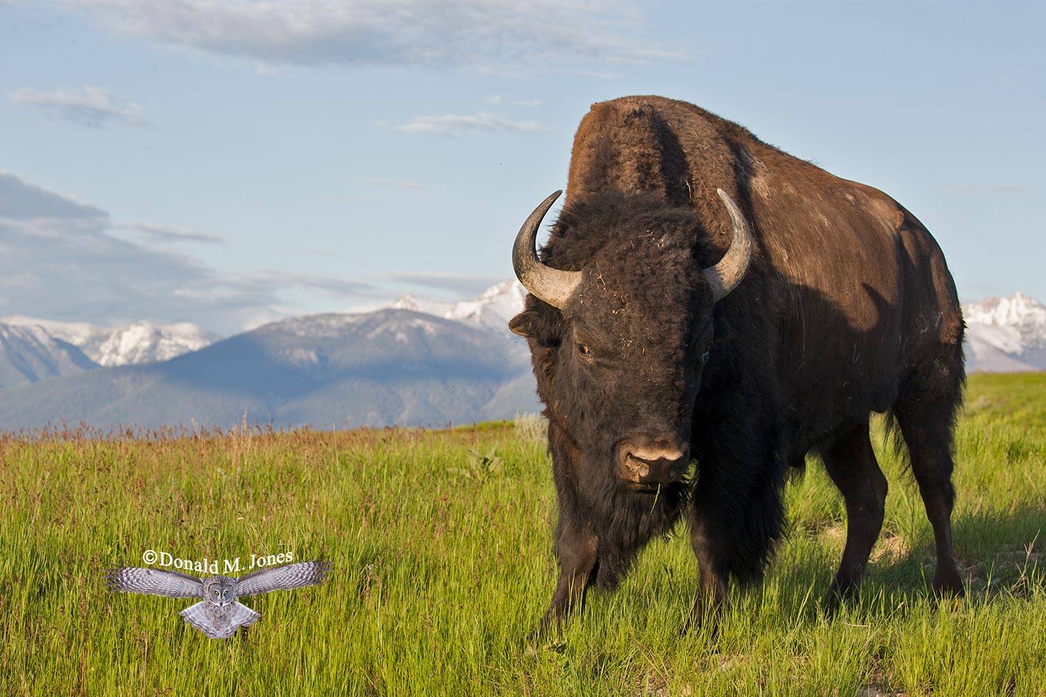 American Bison - Donald M. Jones