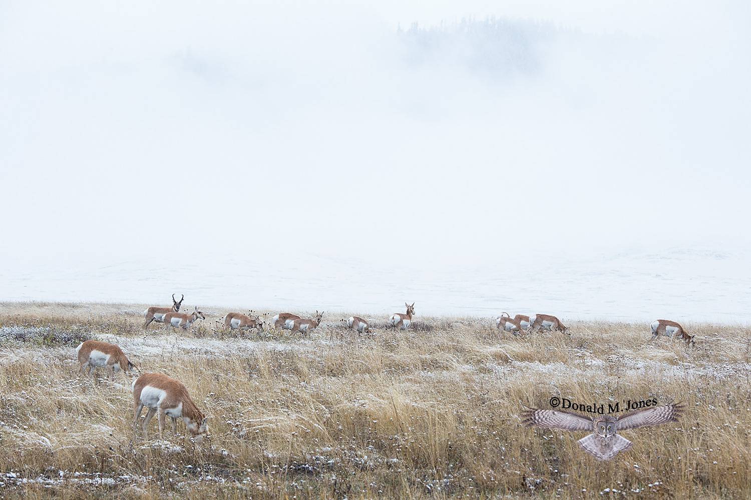 Pronghorn Antelope - Donald M. Jones