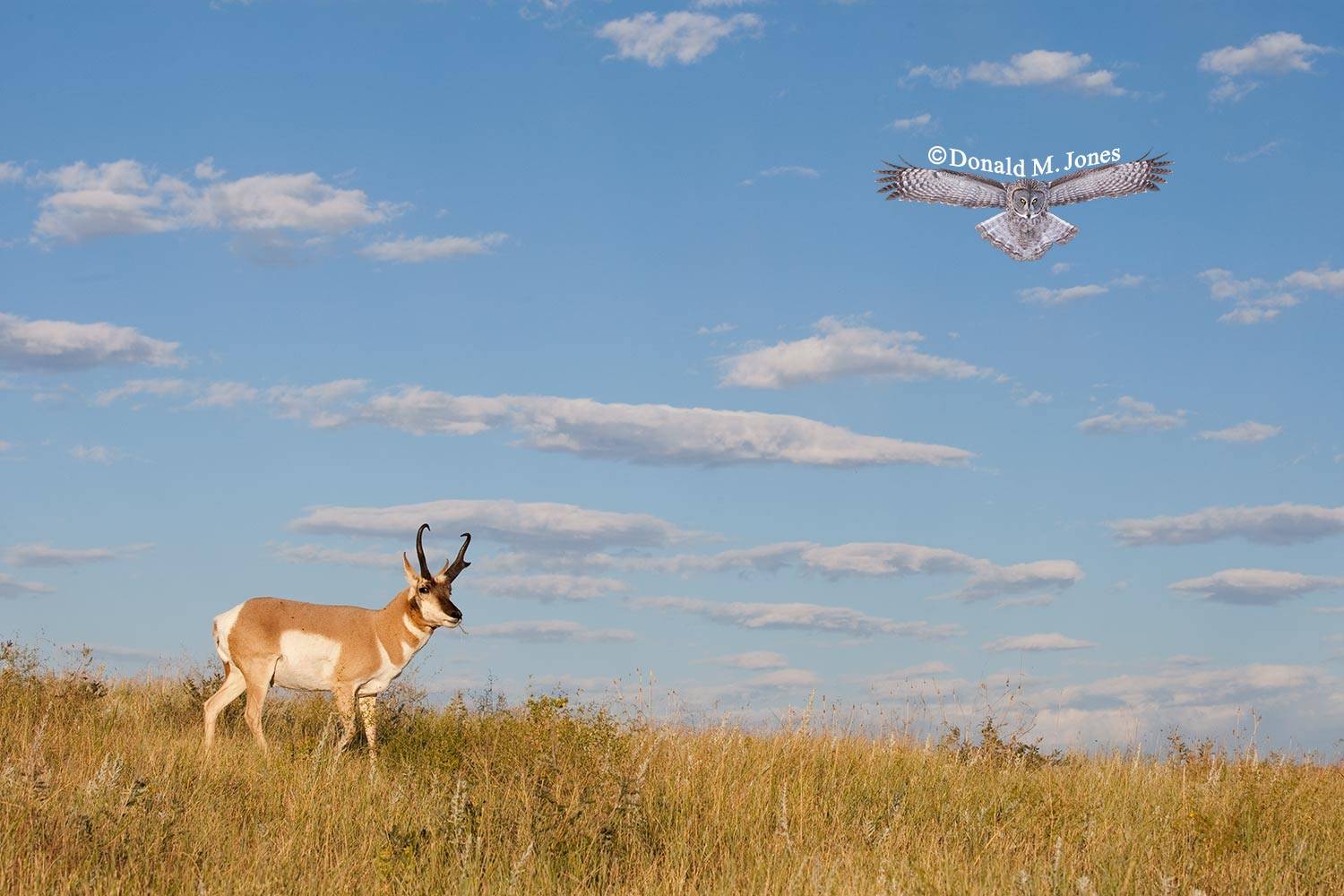 Pronghorn Antelope - Donald M. Jones