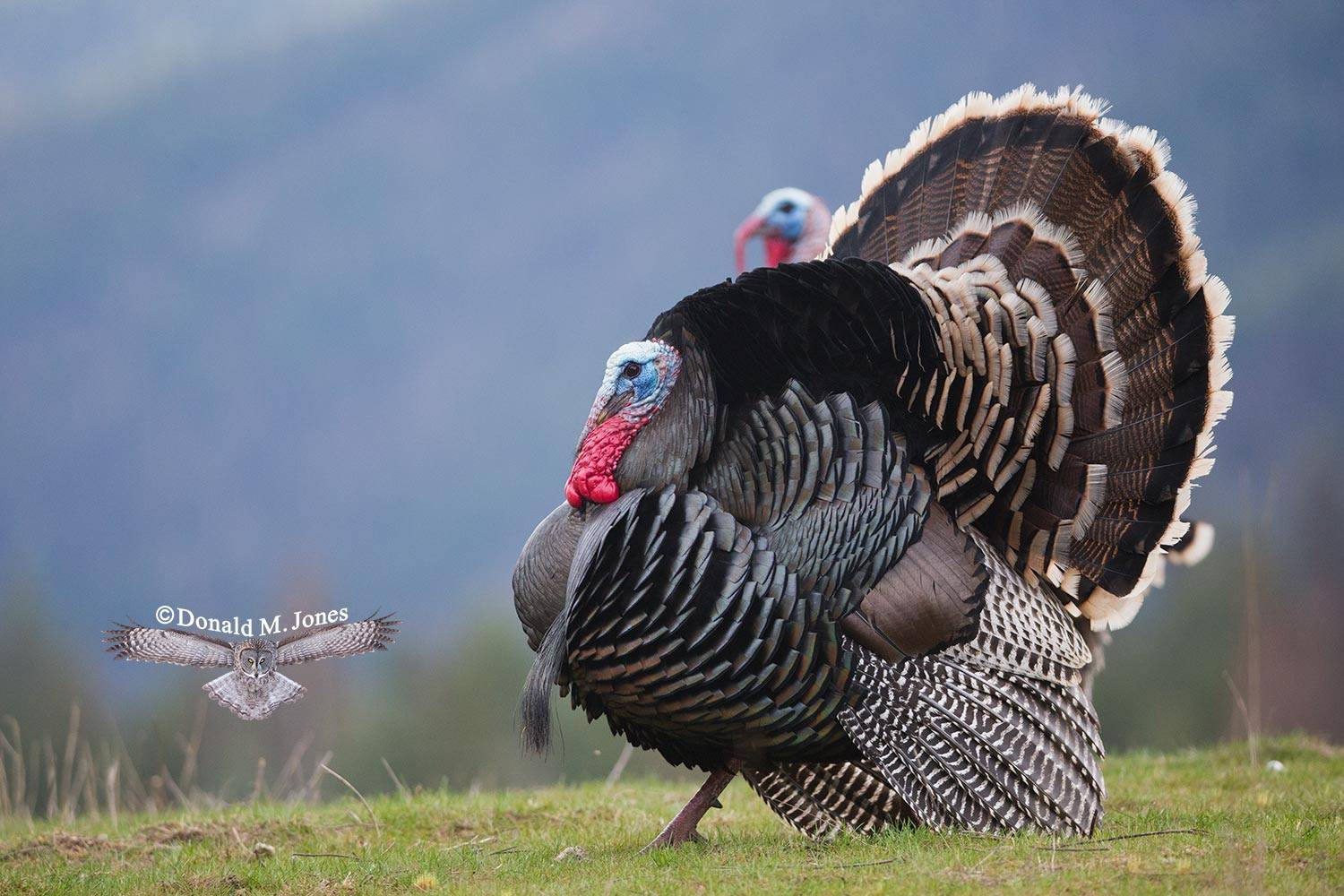 Wild Turkey - Donald M. Jones
