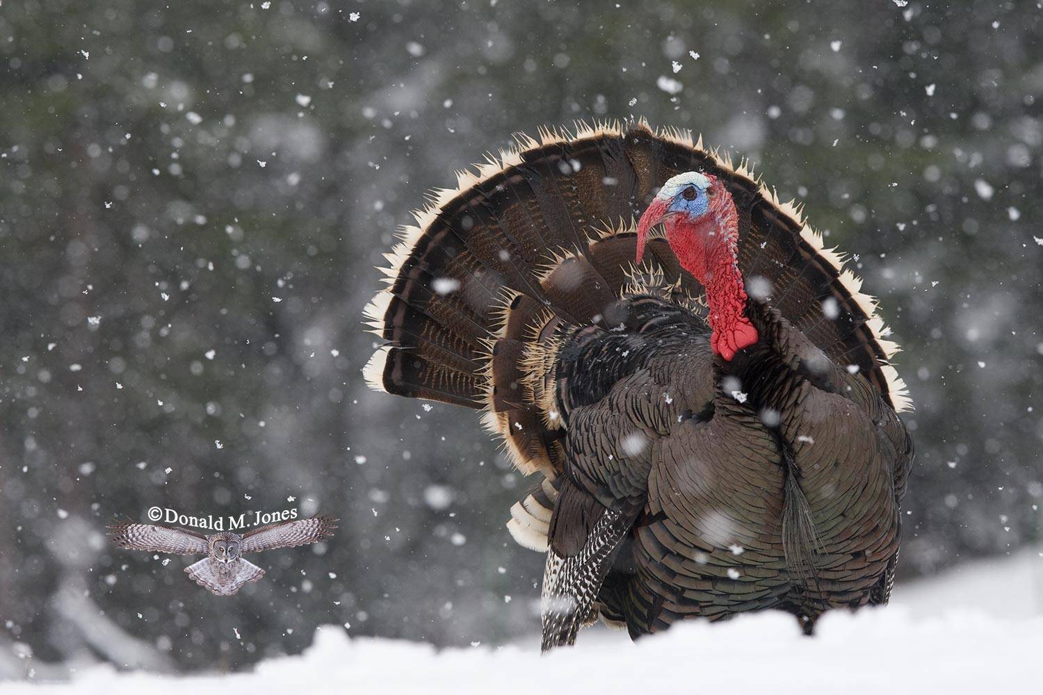 Wild Turkey - Donald M. Jones