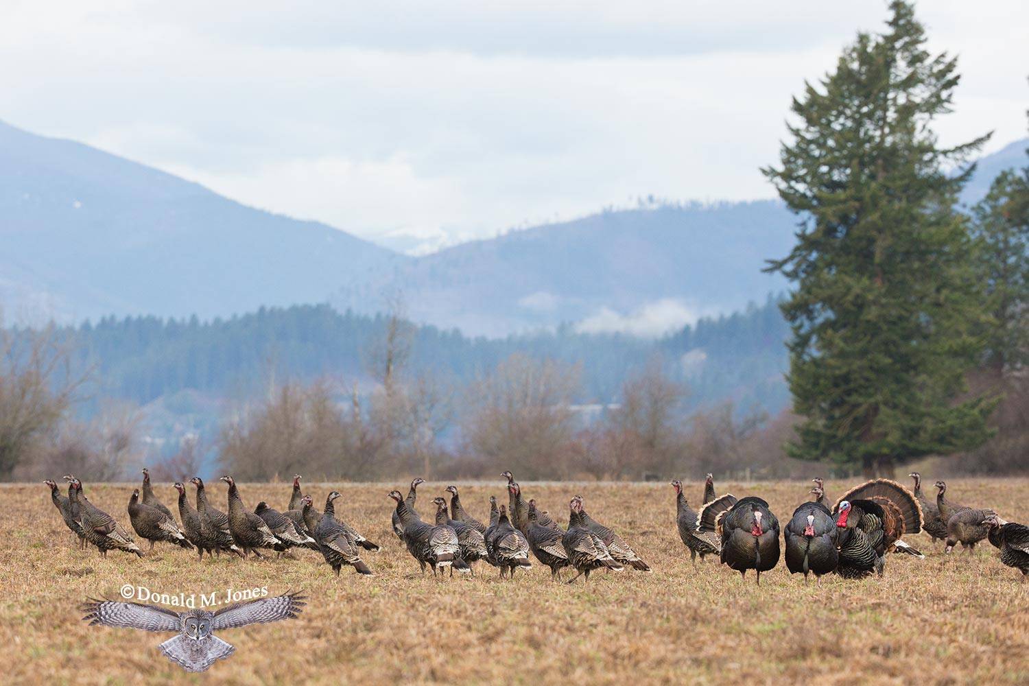 Wild Turkey - Donald M. Jones