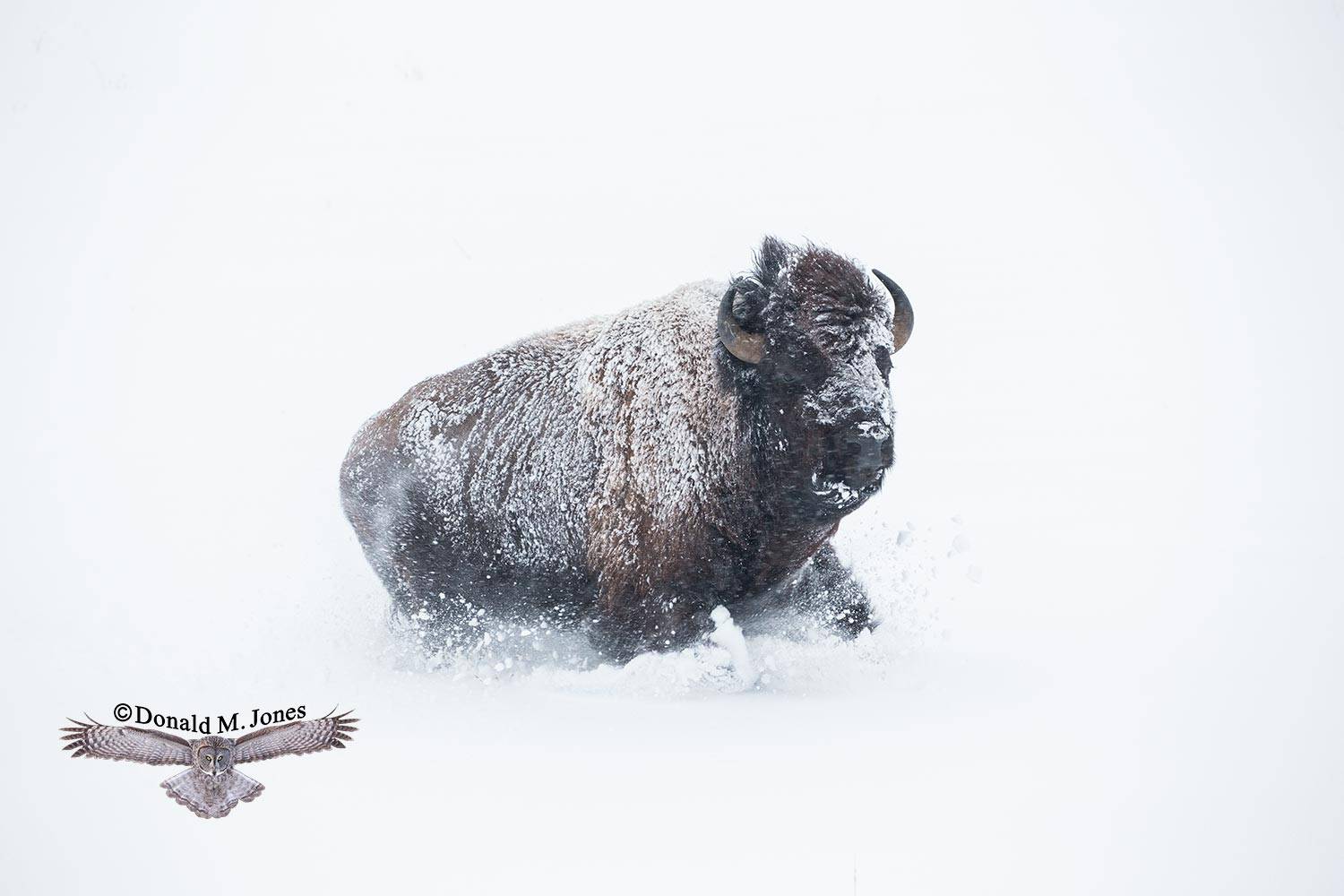 American Bison - Donald M. Jones