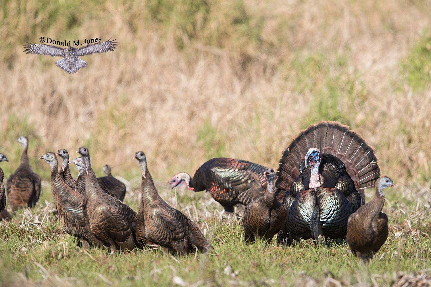 Wild Turkey - Donald M. Jones