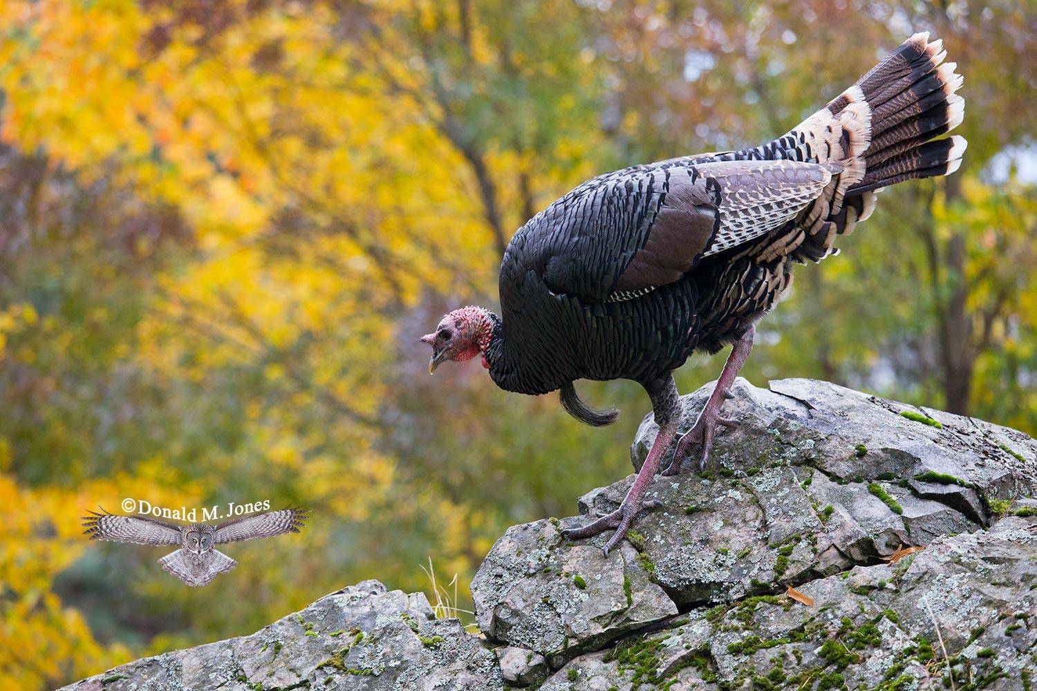 Wild Turkey - Donald M. Jones