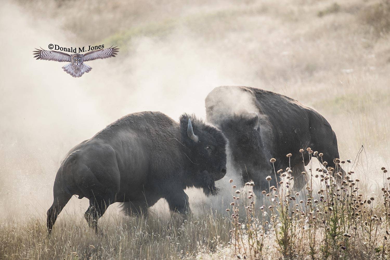 American Bison - Donald M. Jones