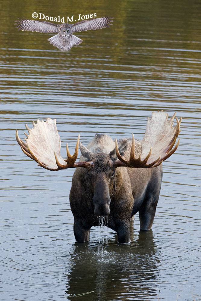 Portfolios - Donald M. Jones