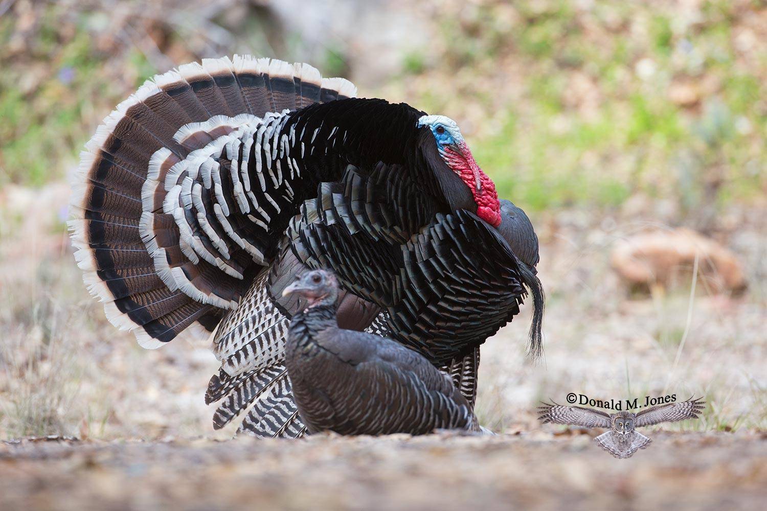 Wild Turkey - Donald M. Jones