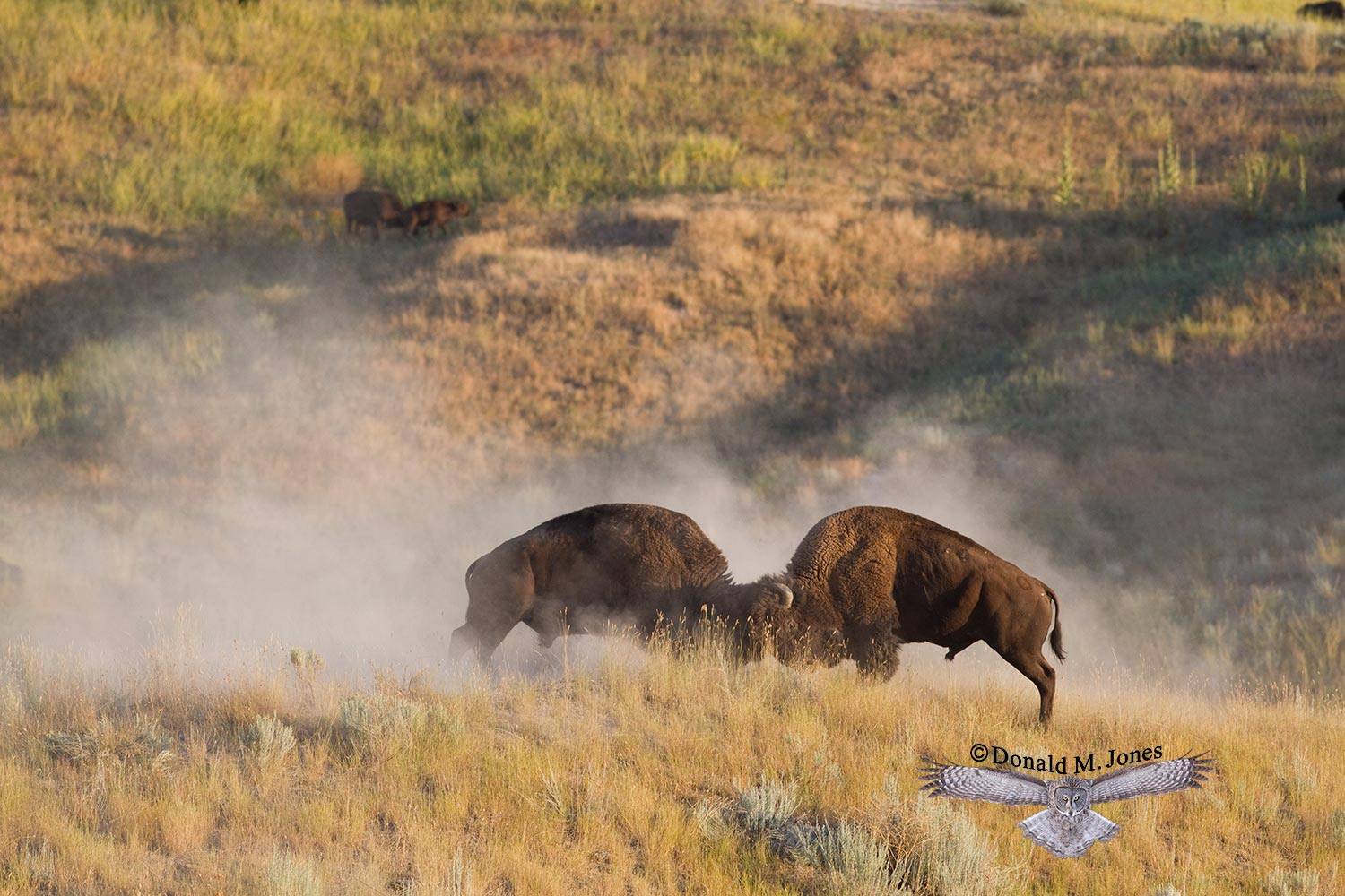 American Bison - Donald M. Jones