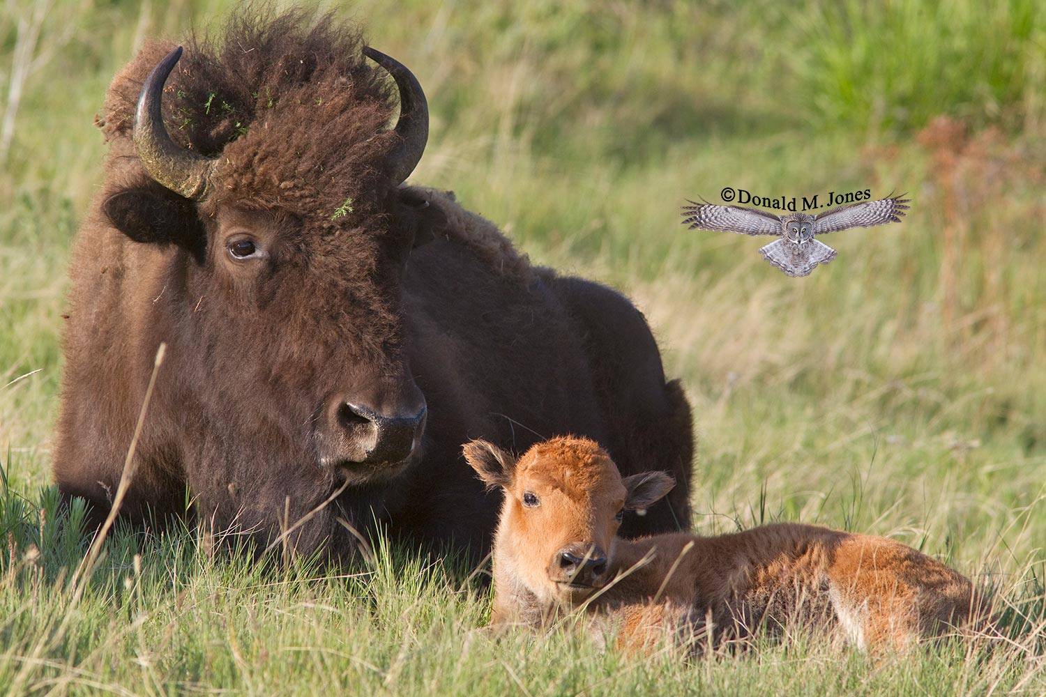 American Bison - Donald M. Jones
