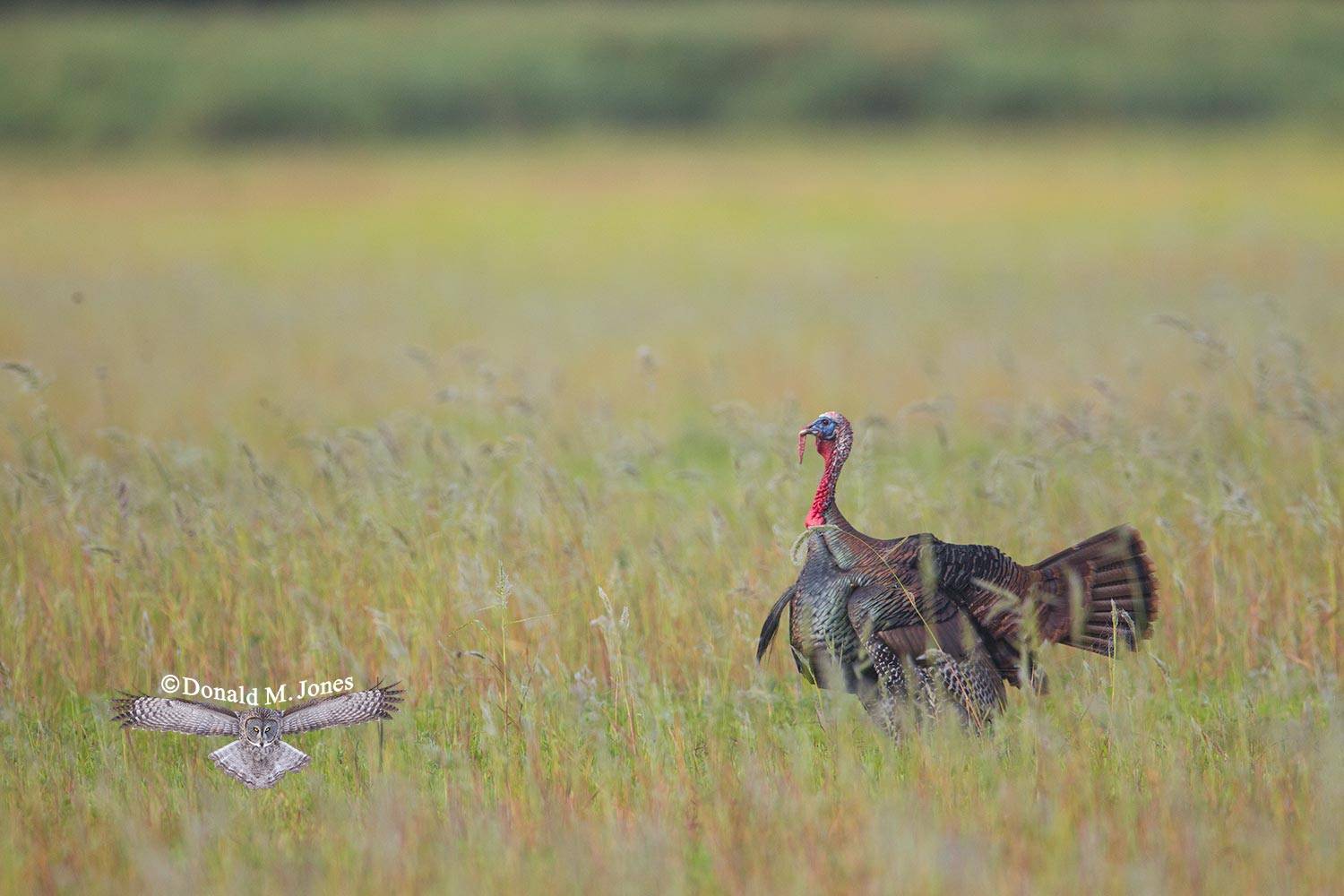 Wild Turkey - Donald M. Jones