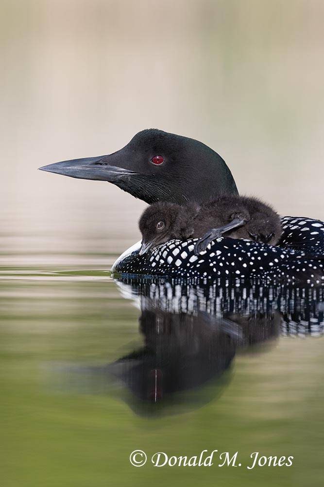 Portfolios - Donald M. Jones