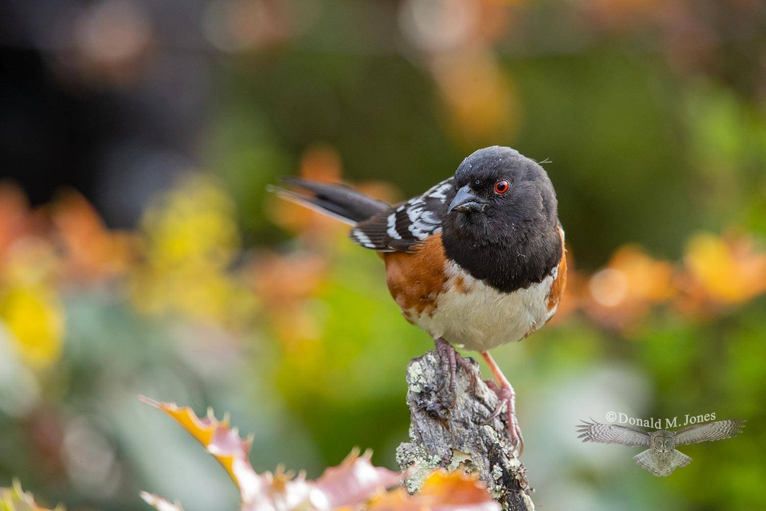 Portfolios - Donald M. Jones