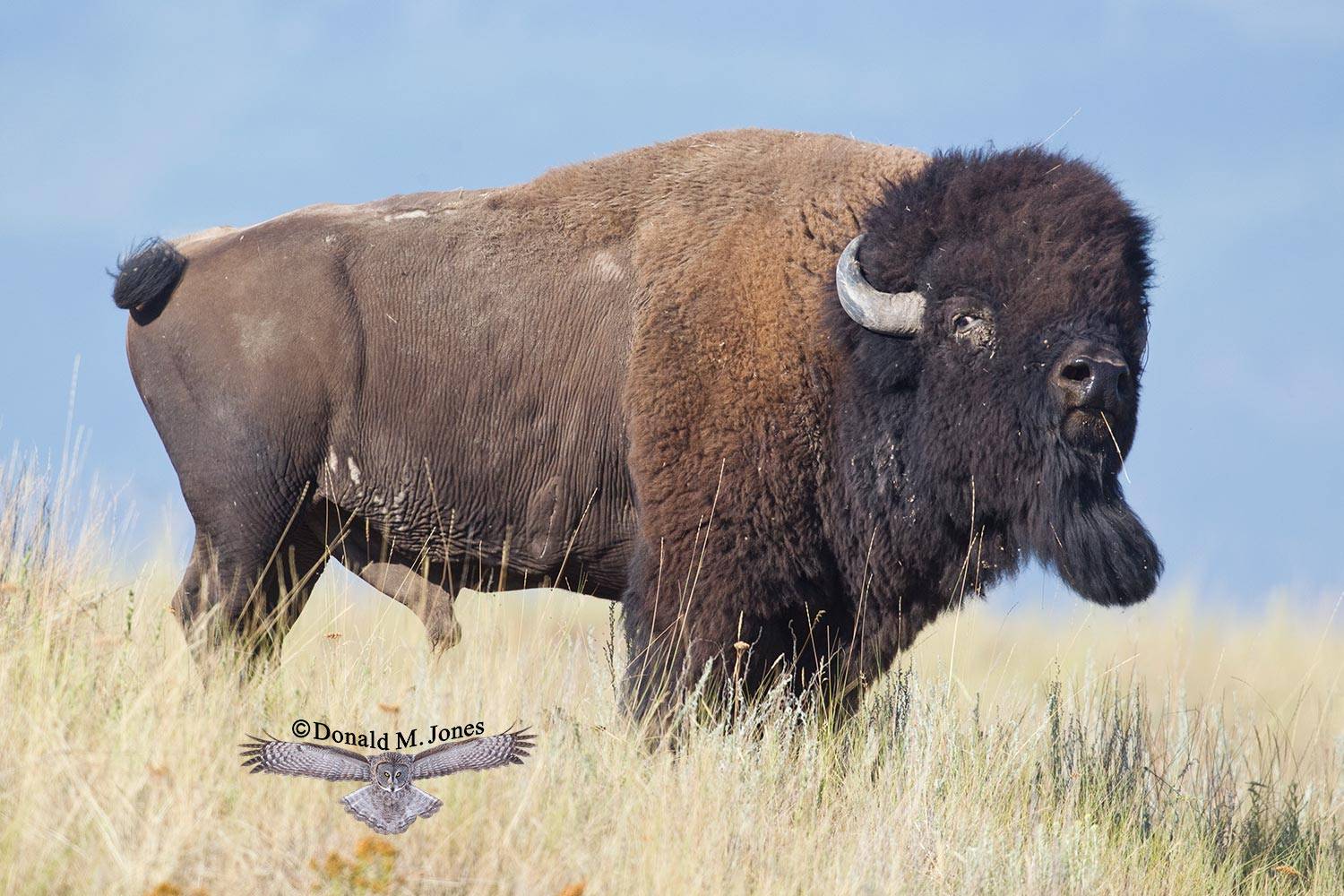 American Bison - Donald M. Jones