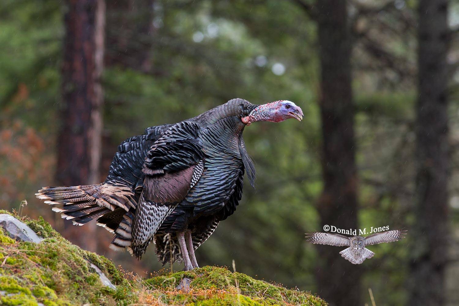 Wild Turkey - Donald M. Jones